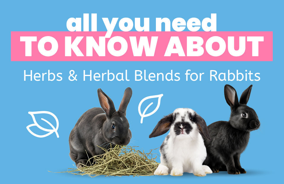 All You Need To Know About Herbs & Herbal Blends For Rabbits – Small ...