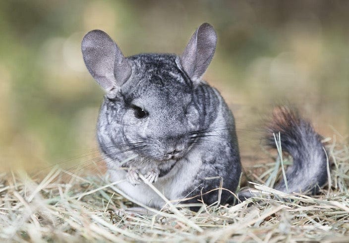 How to Set Up Chinchilla Bedding in 2026: Safe, Low-Dust Steps – Small ...