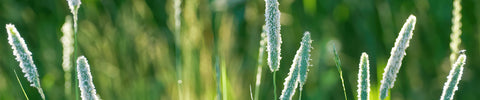 What Is Timothy Hay? The Beginners Guide - Small Pet Select U.S.