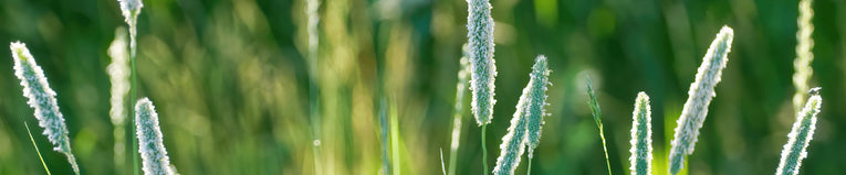 What Is Timothy Hay? The Beginners Guide - Small Pet Select U.S.