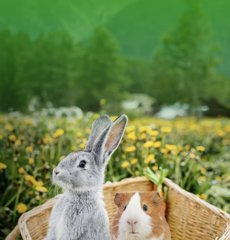 Small Pet Supplies - Farm Fresh Hay - Rabbits, Guinea Pigs & More ...