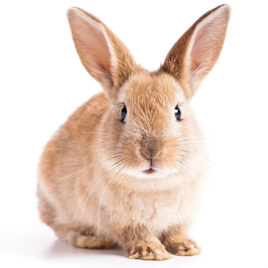 Small Pet Select: Autoshop & Save – Small Pet Select U.S.