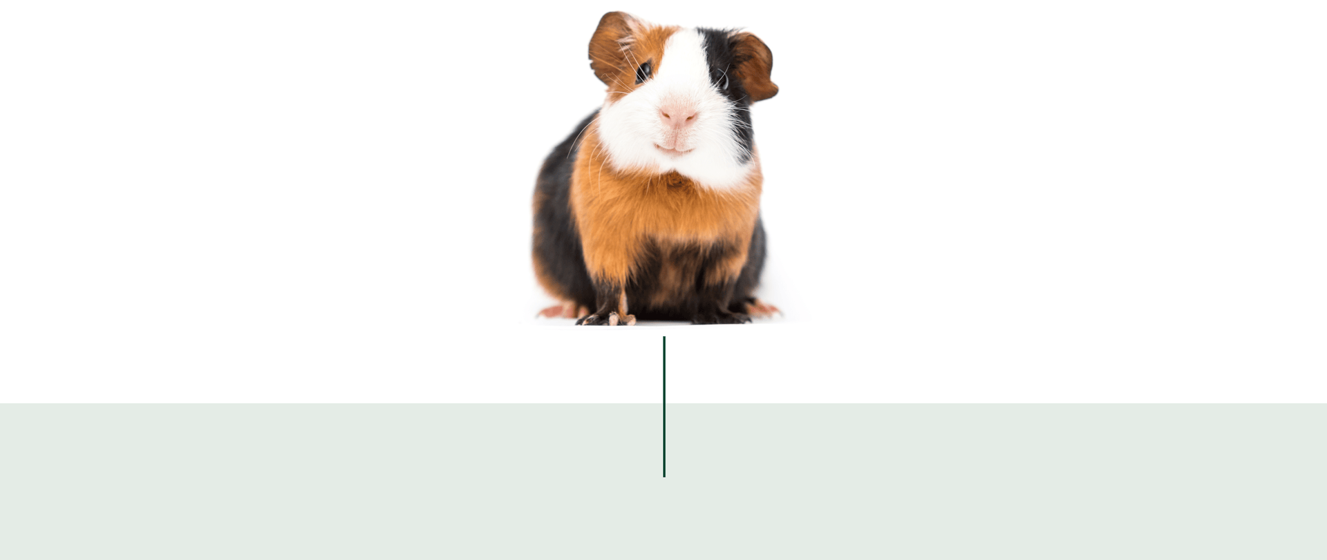 Behind The Brand – Small Pet Select U.S.