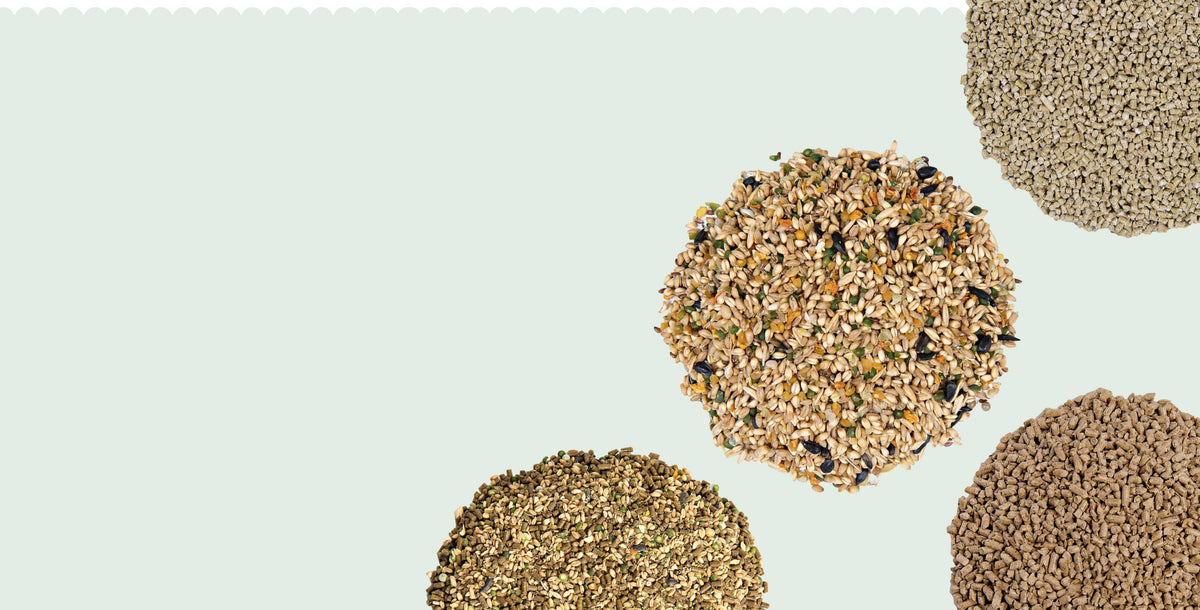 Chicken Layer Feed - Corn-Free, Soy-Free, Non-GMO – Small Pet Select U.S.