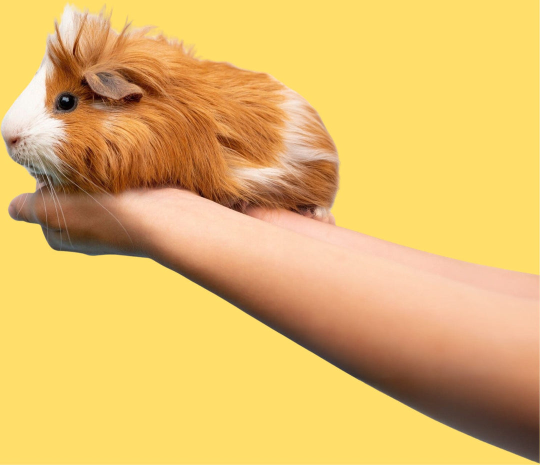 Small Pet Select Subscription Box – Premium Treats, Toys & Care for ...