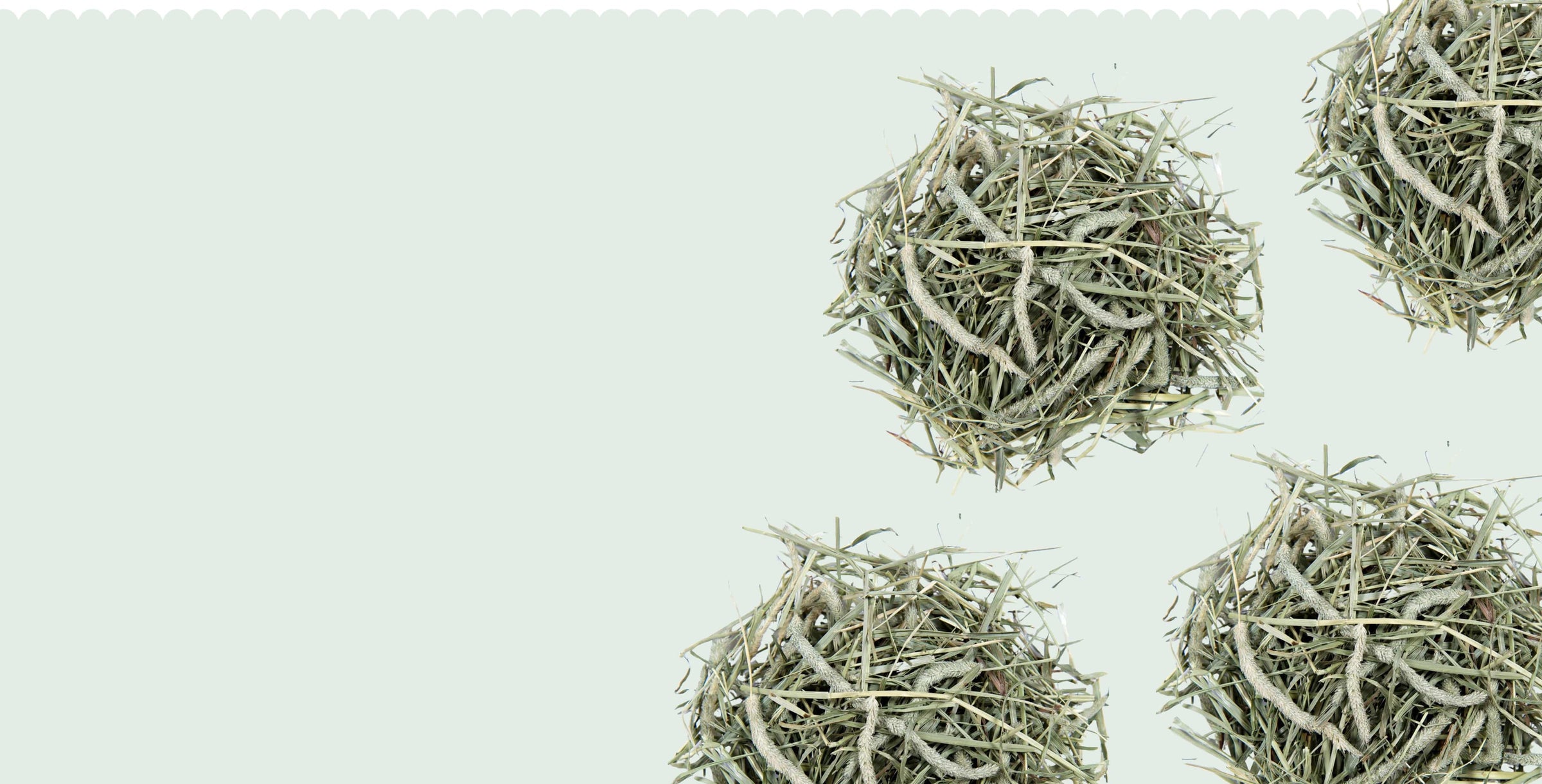 1st Cutting Timothy Hay - Great Source of Fiber! – Small Pet Select U.S.