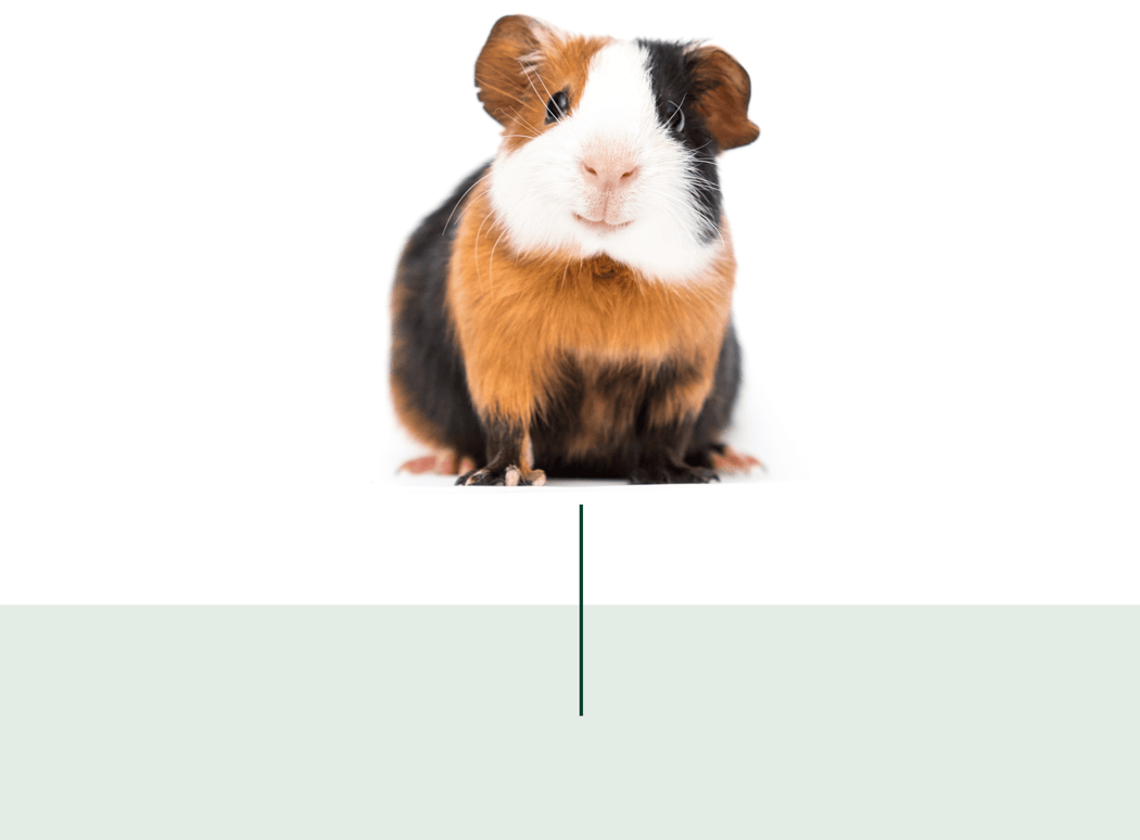 Behind The Brand – Small Pet Select U.S.