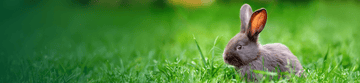 The Best Rabbit Products & Supplies | Small Pet Select – Small Pet ...