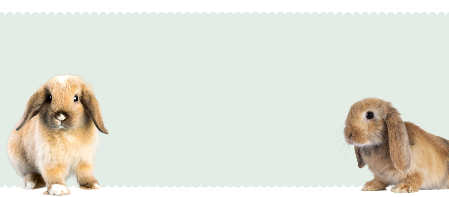 The Best Rabbit Products & Supplies | Small Pet Select – Small Pet ...