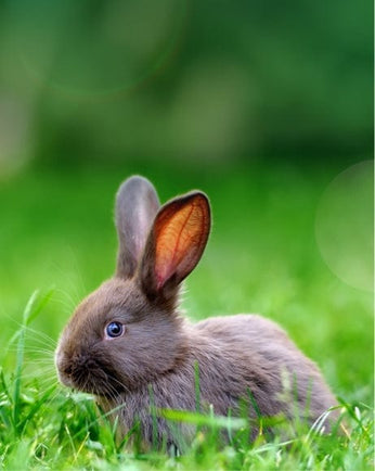 The Best Rabbit Products & Supplies | Small Pet Select – Small Pet ...