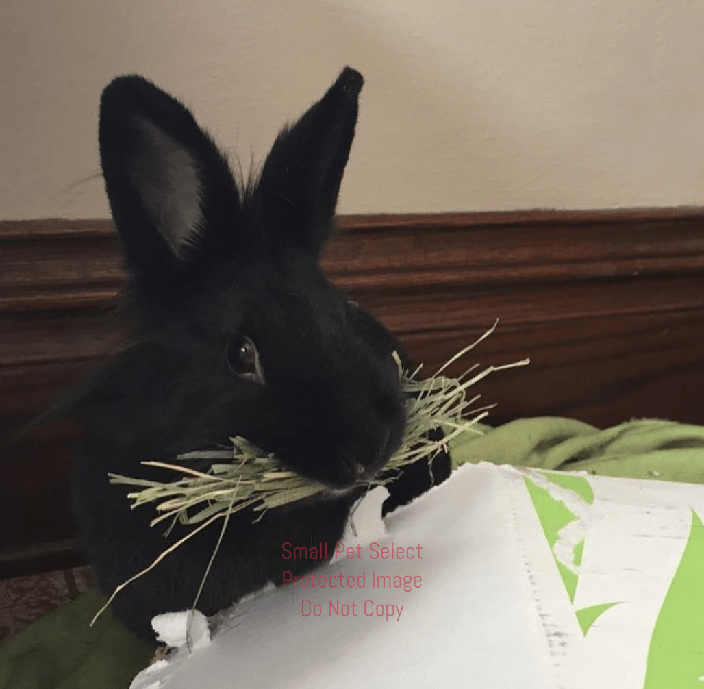 2nd Cutting Timothy Hay + Bedding - Made in the USA - Small Pet Select U.S.