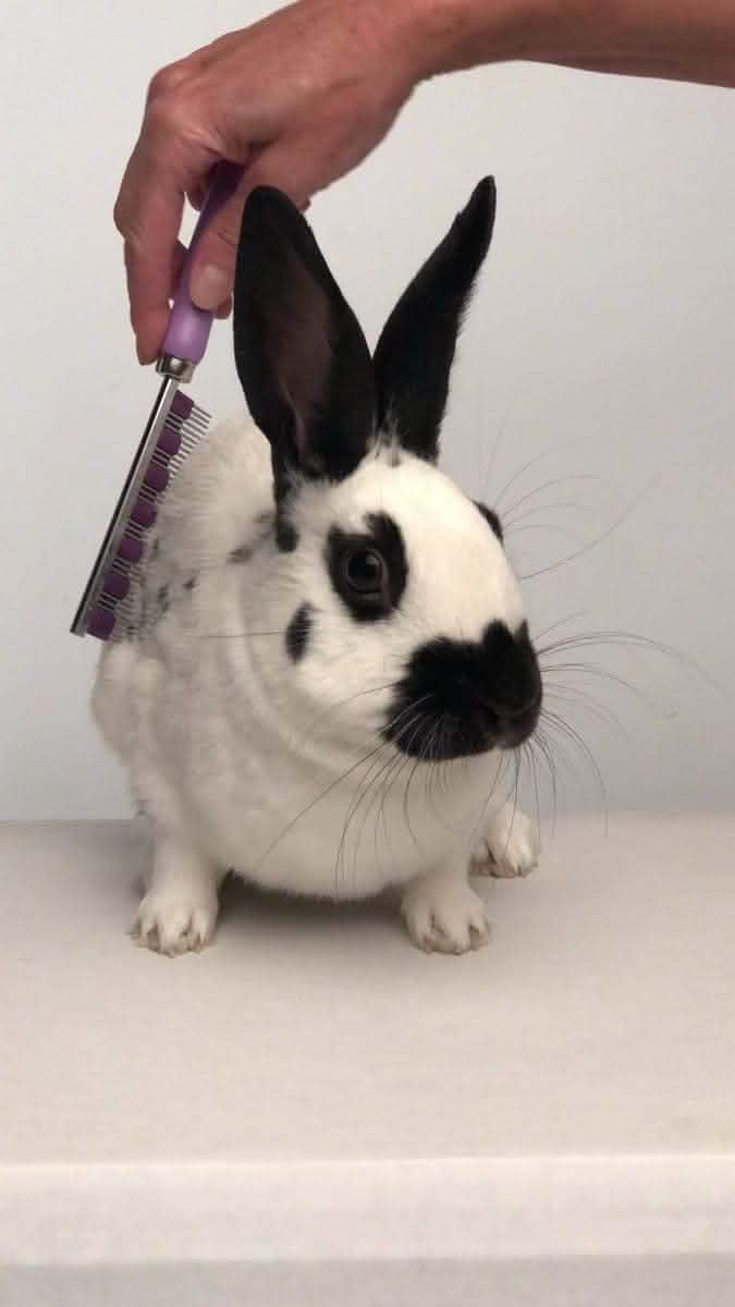 HairBuster Comb - Small Pet Select U.S.