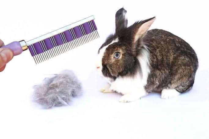 HairBuster Comb - Small Pet Select U.S.