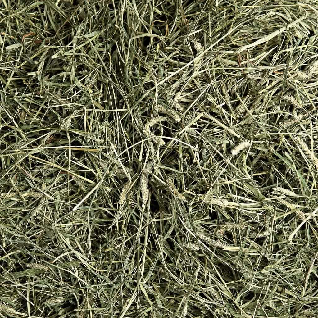 2nd Cutting Timothy Hay - Leafy with Soft Stem - Small Pet Select U.S.