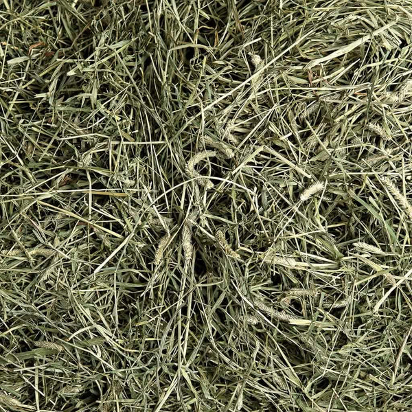 2nd Cutting Timothy Hay - Leafy with Soft Stem - Small Pet Select U.S.